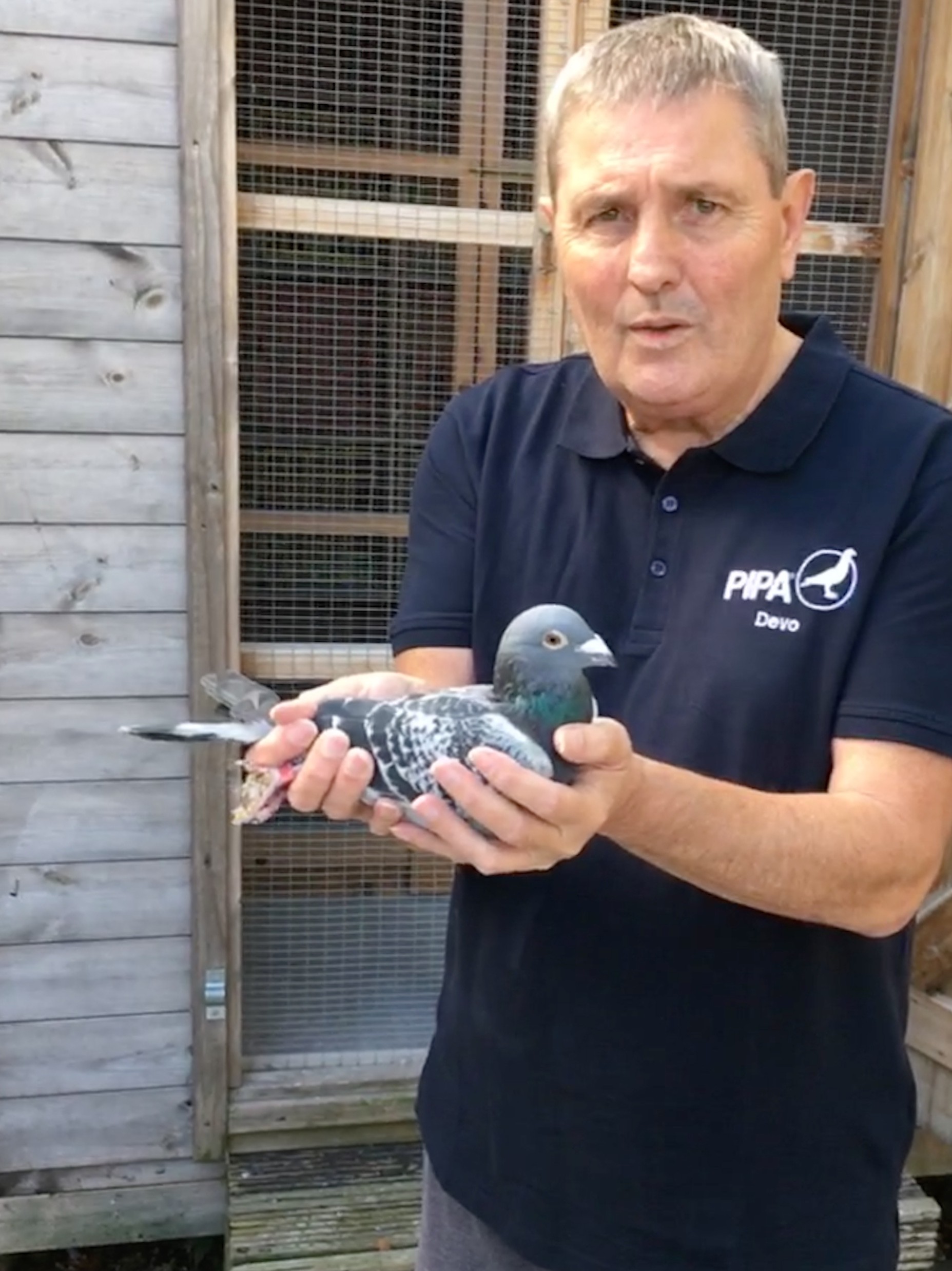 George Dever – Loft Report | Uk Pigeon Racing