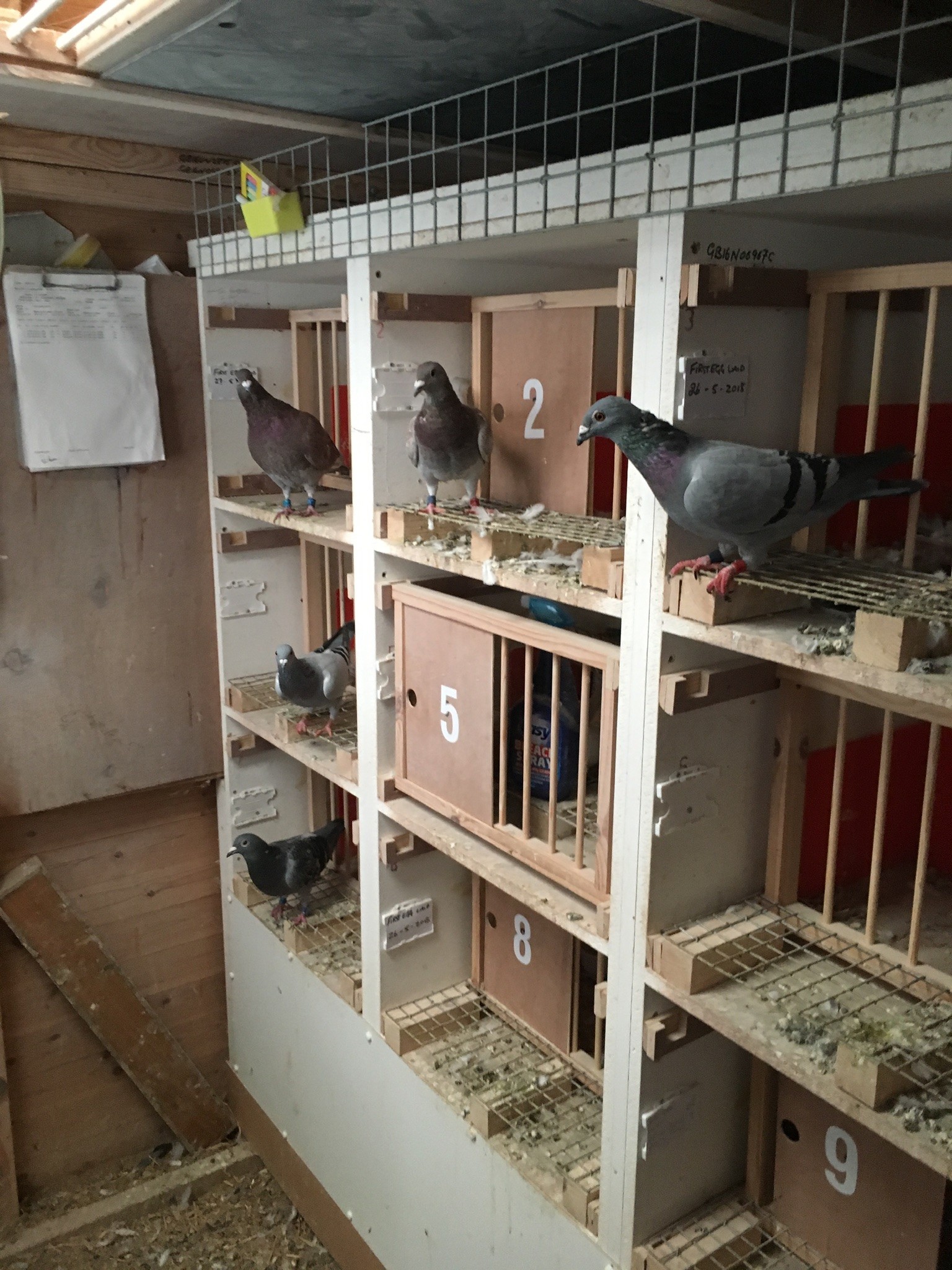 Phil Boden – Loft Report | Uk Pigeon Racing