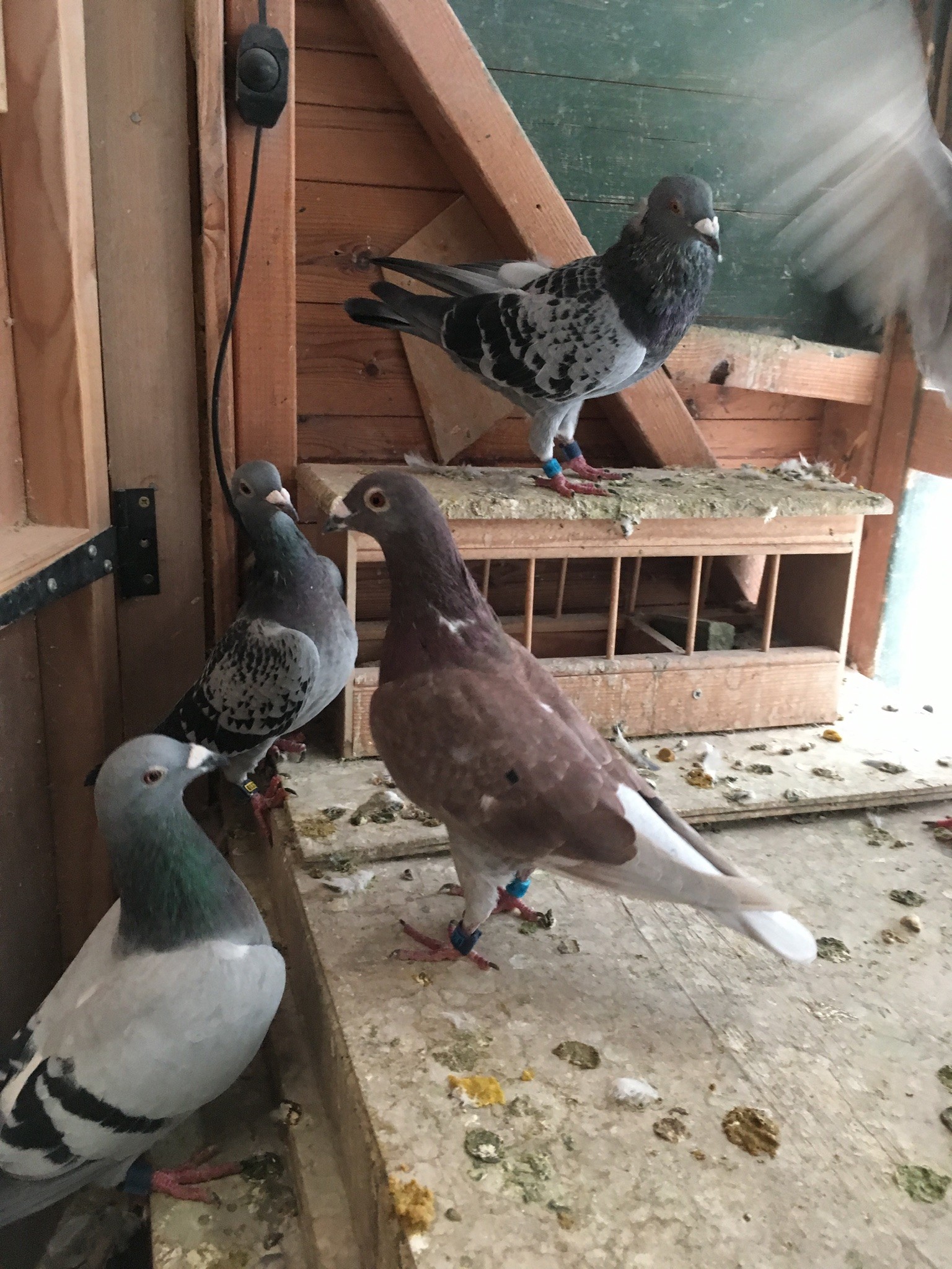 Phil Boden – Loft Report | Uk Pigeon Racing