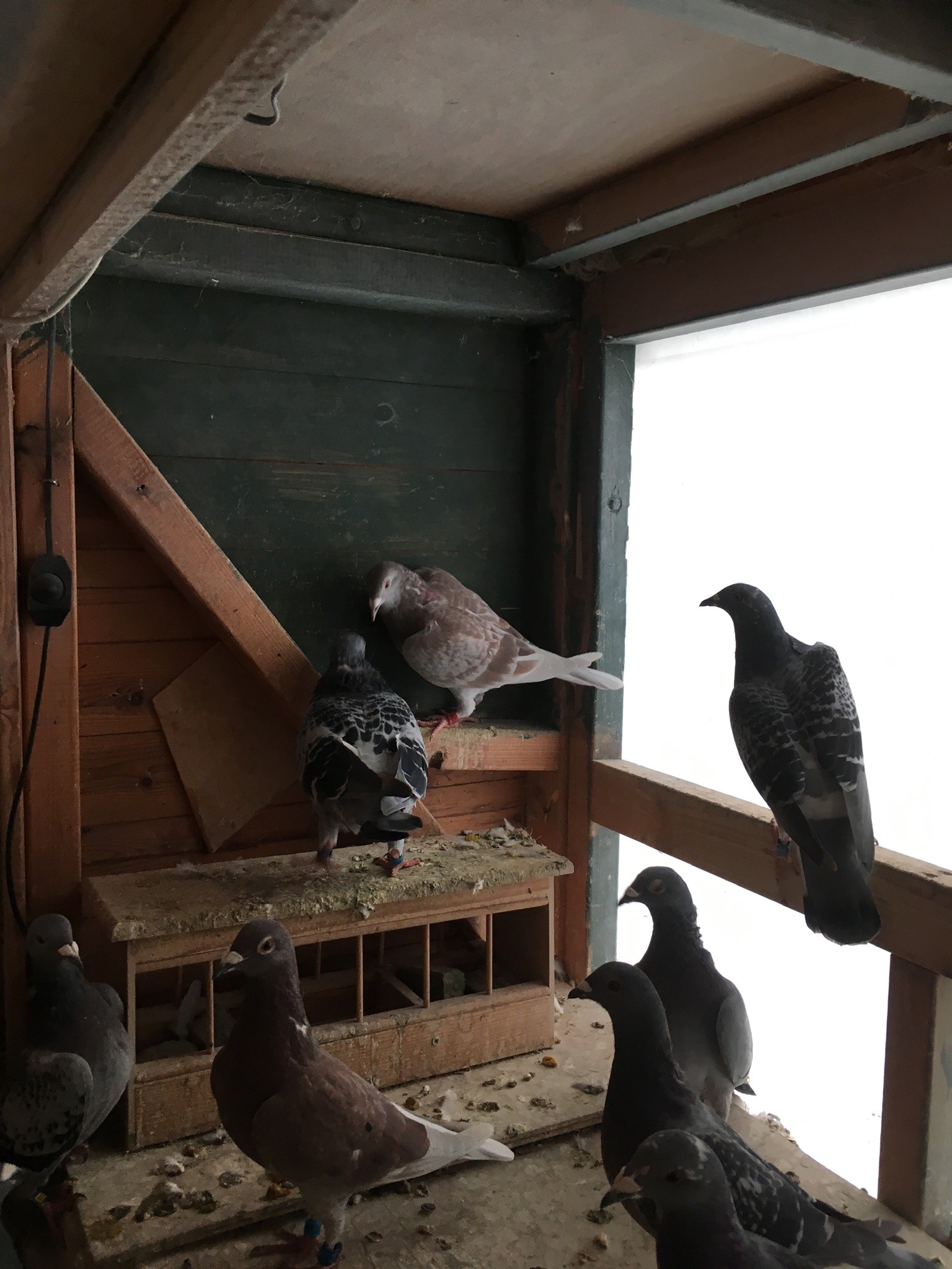 Phil Boden – Loft Report | Uk Pigeon Racing