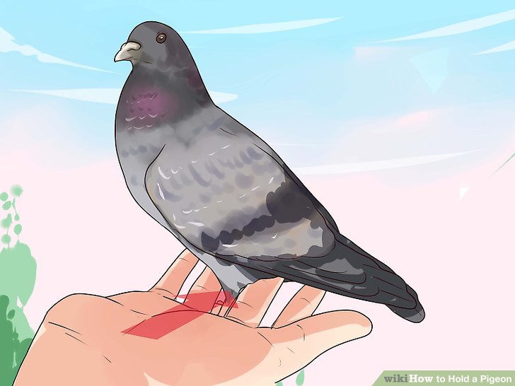 How To Hold A Racing Pigeon | Uk Pigeon Racing