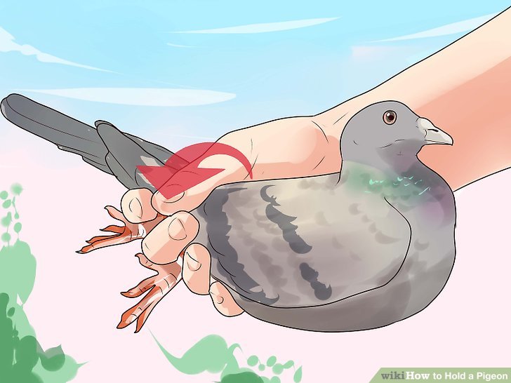 How To Hold A Racing Pigeon | Uk Pigeon Racing