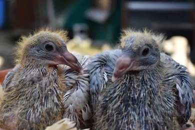 Youngbird splayed legs | Uk Pigeon Racing