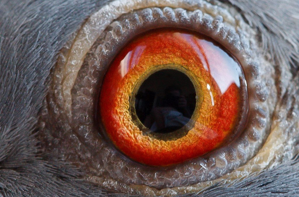 Pigeon Racing Eyes