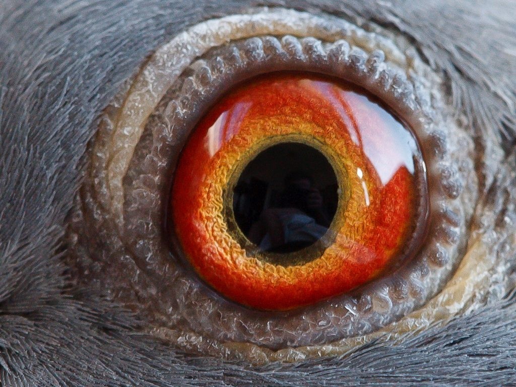 Beginner Guides | Uk Pigeon Racing