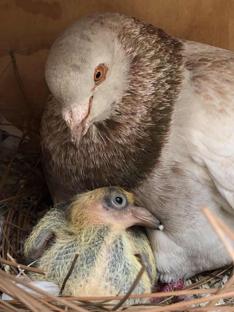 Uk Pigeon Racing | Home - UkPigeonRacing