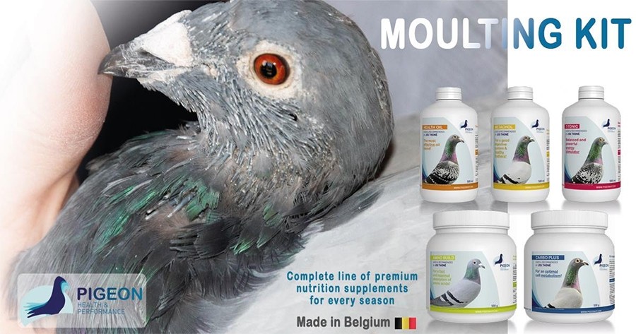 Health Guide | Uk Pigeon Racing