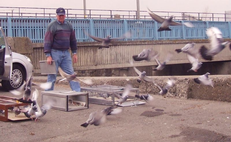 Training Racing Pigeons | Uk Pigeon Racing